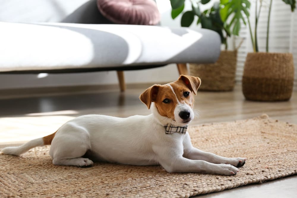 St. Augustine, FL Townhomes for Rent in St. Johns County | Beacon Point ...